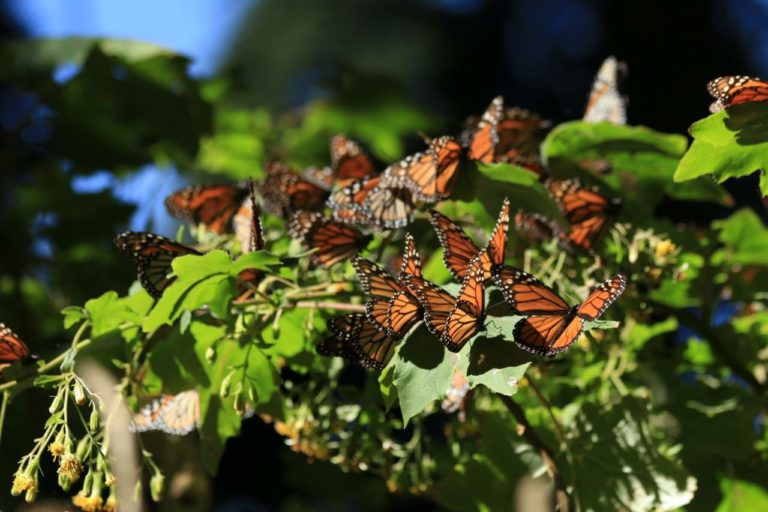 Las Monarca visitan por cinco meses los bosques de oyamel del Estado de ...